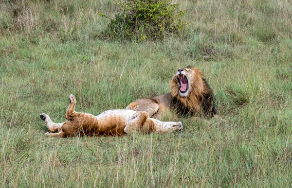 Lion play Stock Photos, Royalty Free Lion play Images | Depositphotos