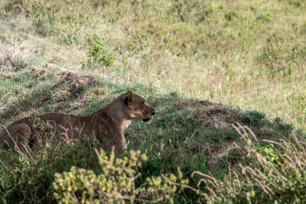 Lion hunt Stock Photos, Royalty Free Lion hunt Images | Depositphotos