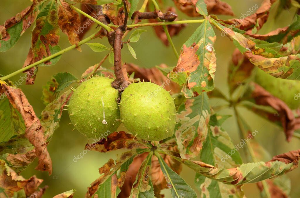 Dos castañas verdes en el árbol 2024