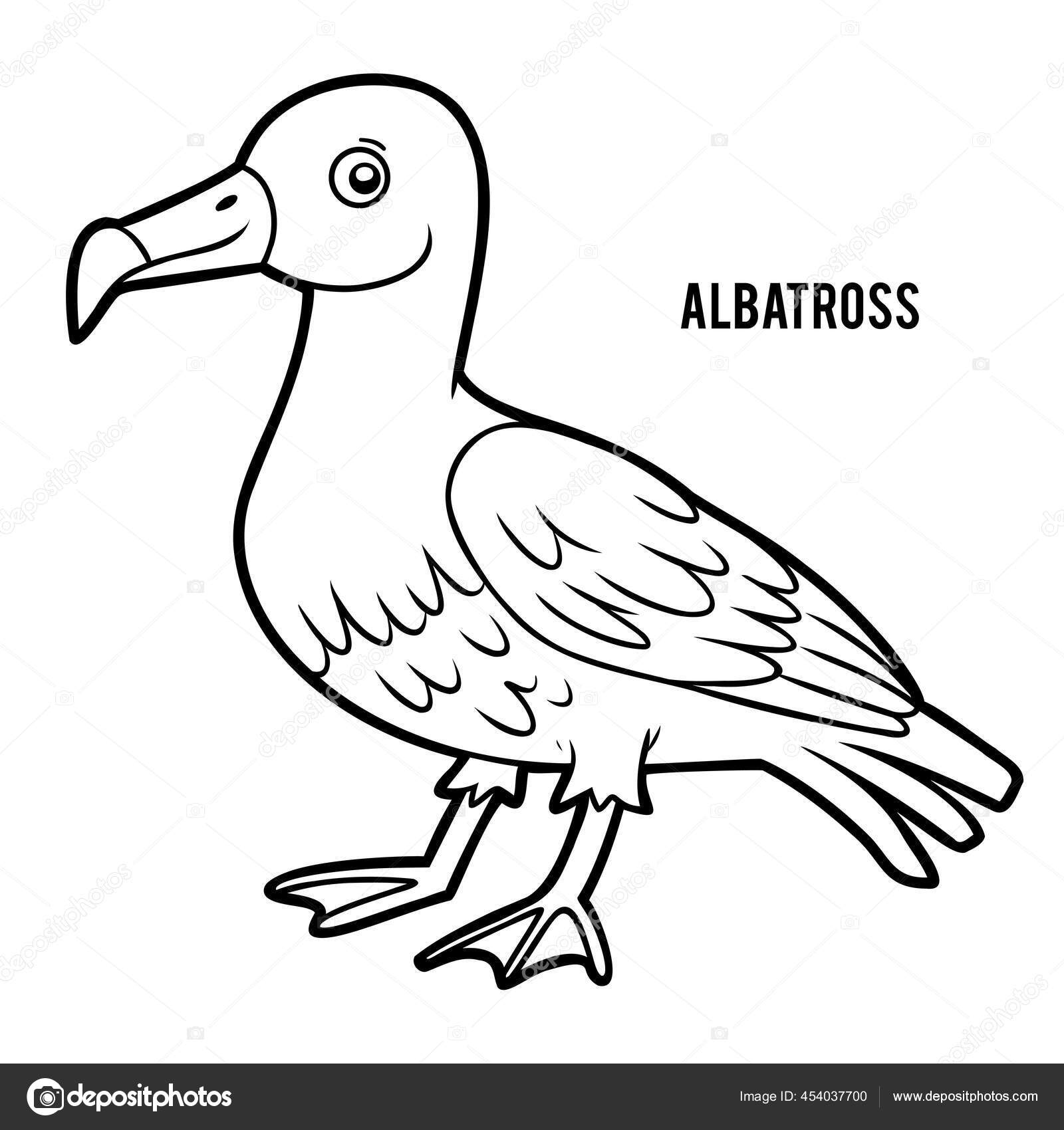 Albatross Colouring Pages Sketch Coloring Page