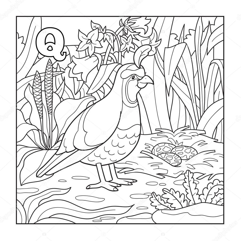 Coloring book (quail), colorless illustration (letter Q) Stock Vector ...