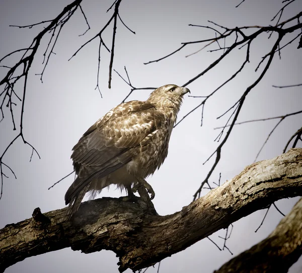 Hawk-Eye - Stock Image - Everypixel