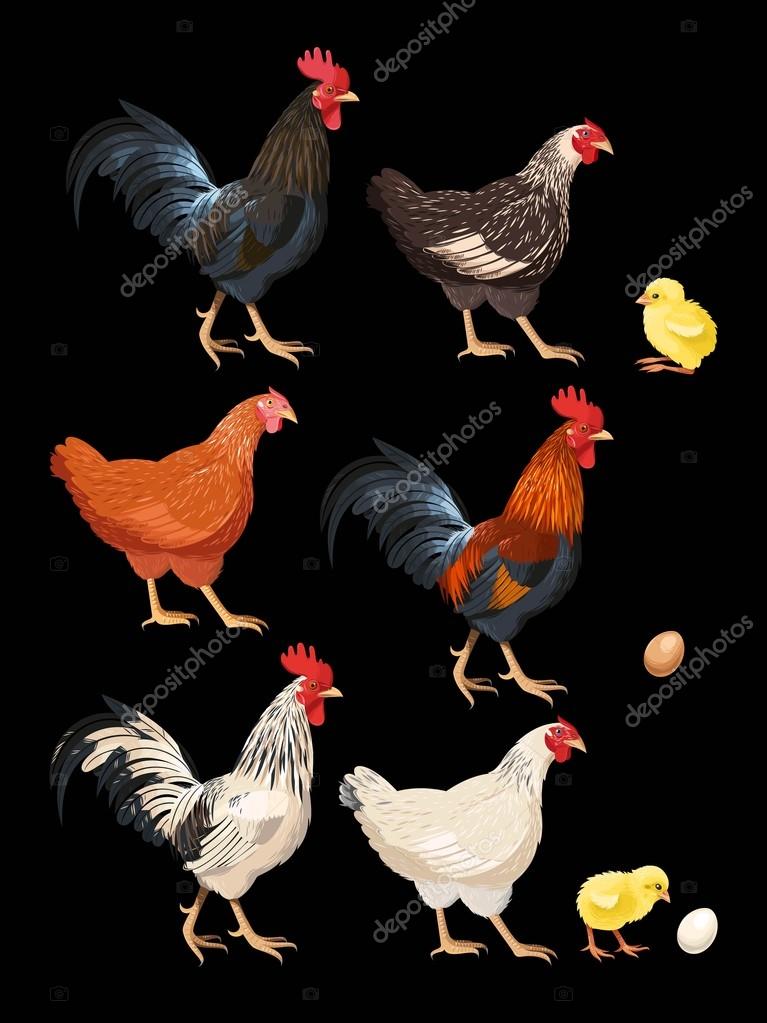 Set of chicken Stock Vector Image by ©Greylilac #93324388