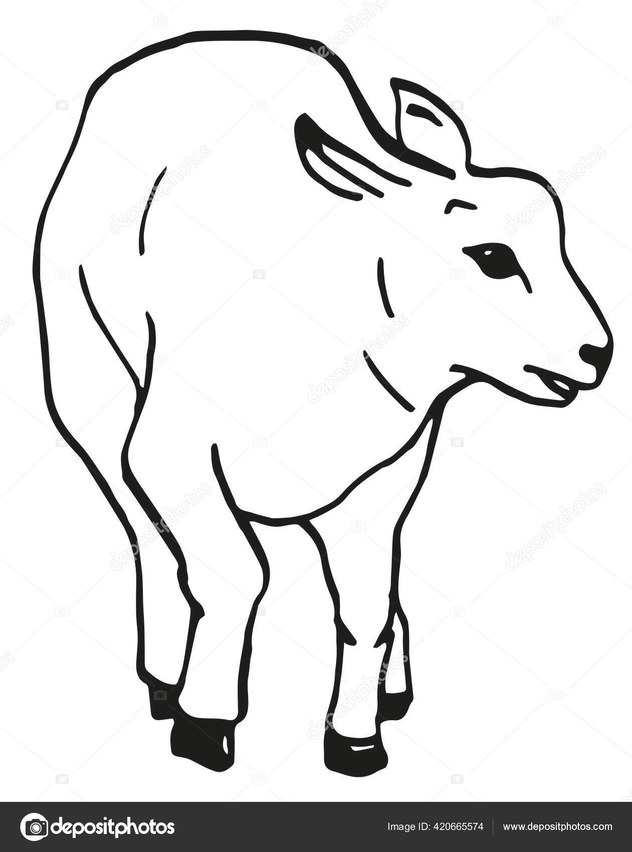 Domba Kecil Bibit Sapi Sketsa Vektor Vektor Stok oleh ©Anastasiya ...