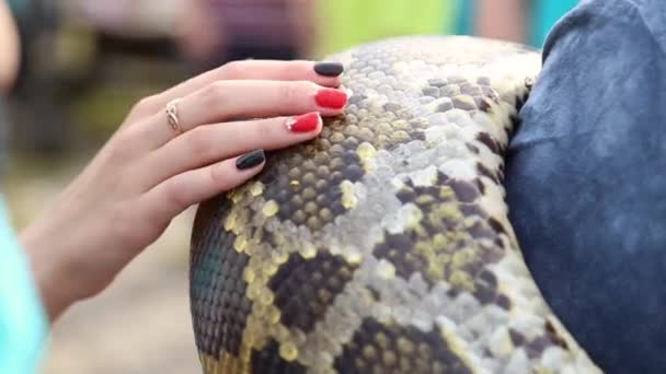 82 Huge snake Videos, Royalty-free Stock Huge snake Footage | Depositphotos