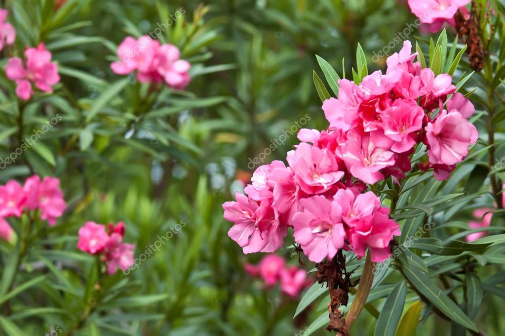Oleander rose bay flower with leave Nerium oleander L — Stock Photo ...