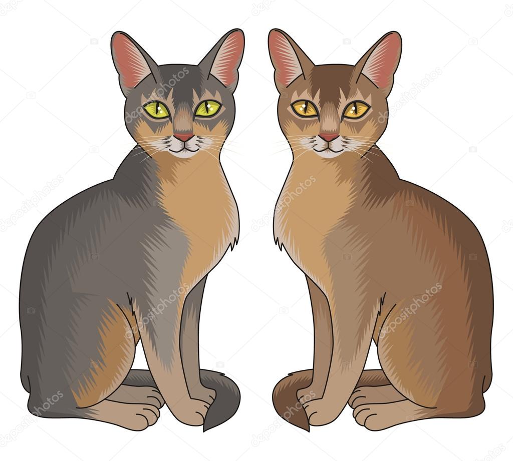 Two abyssinian cats Stock Vector Image by ©reinekke #62057907