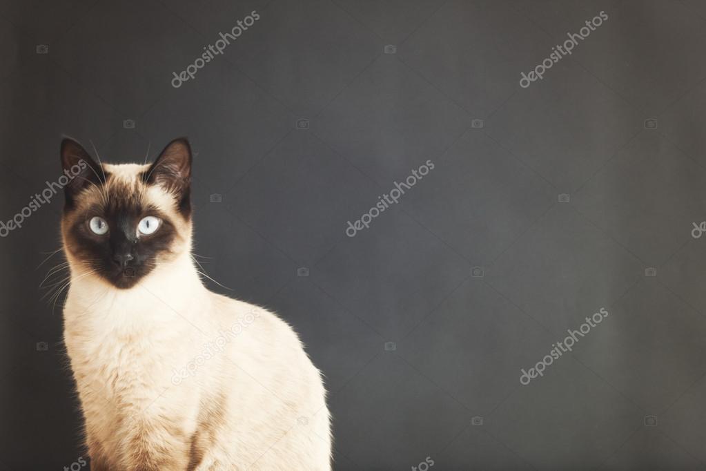 Cute siamese cat Stock Photo by ©andrekaphoto 119500232