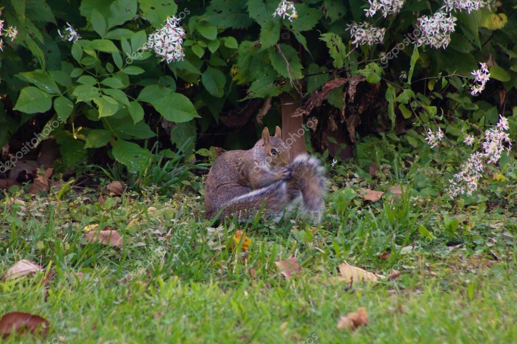 Squirrel on grass in the park — Stock Photo © andrekaphoto #55609157