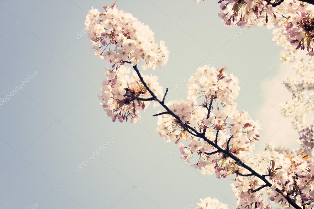 Vintage cherry blossoms Stock Photo by ©andrekaphoto 72848821