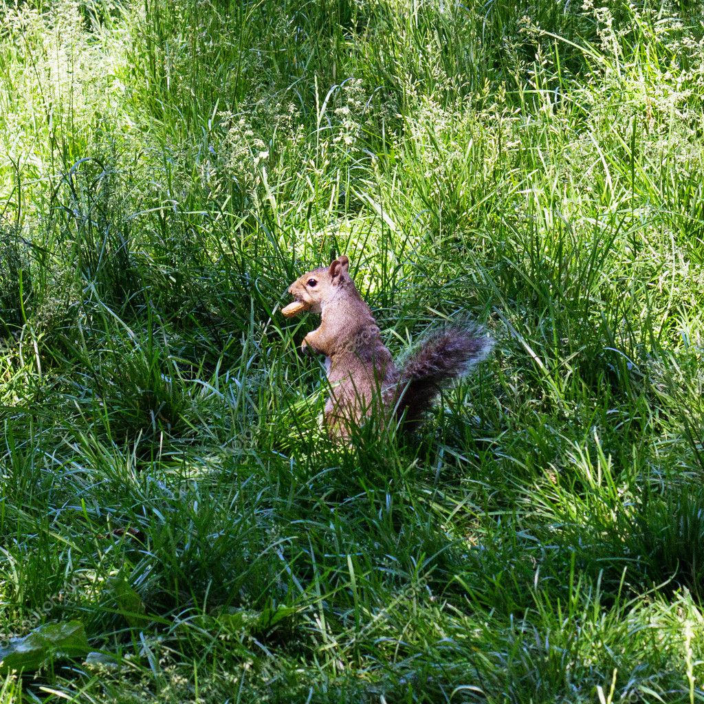 Squirrel in a field Stock Photo by ©andrekaphoto 77572462