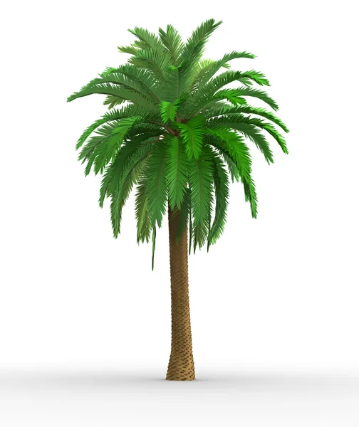 Palmtak Stockfoto's, Rechtenvrije Palmtak afbeeldingen | Depositphotos®