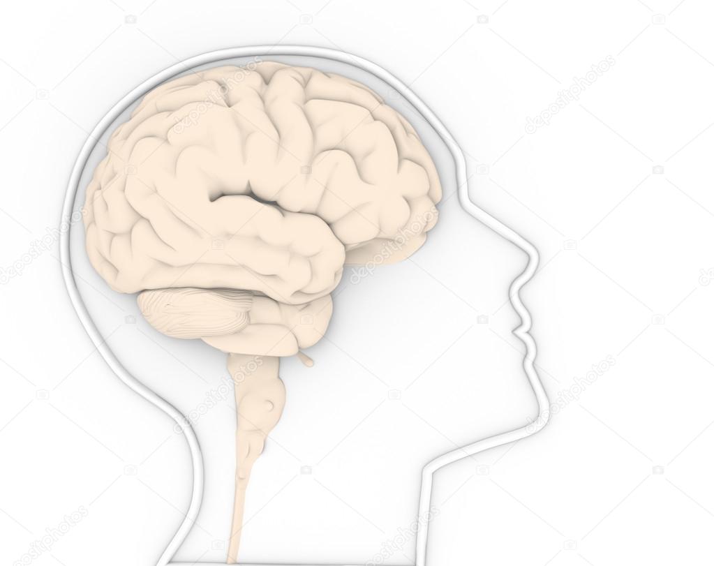 Human head with brain Stock Photo by ©orlaimagen 59611367