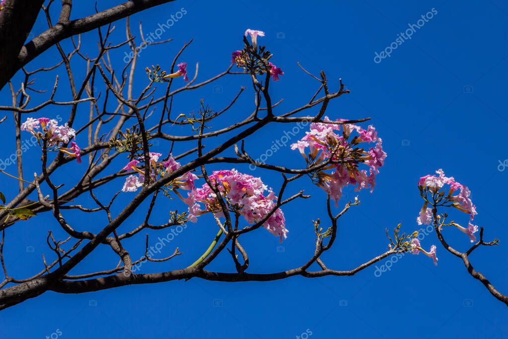 Ramas de ipe rosadas llenas de flores con cielo azul en el fondo ...