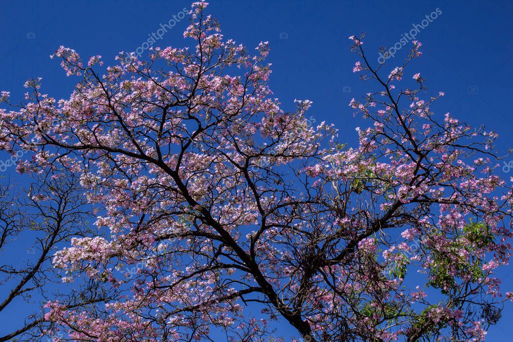 Ipe rosa florido con el cielo azul en el fondo. Handroanthus ...