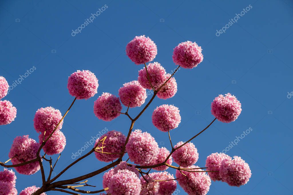 Detalle de un ipe púrpura floreciente con un cielo azul en el fondo ...