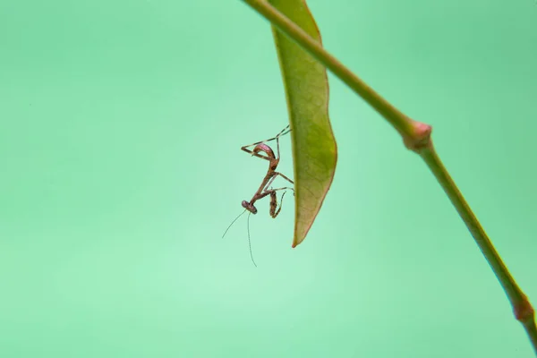 Bebé mantis religiosa fotos de stock, imágenes de Bebé mantis religiosa ...