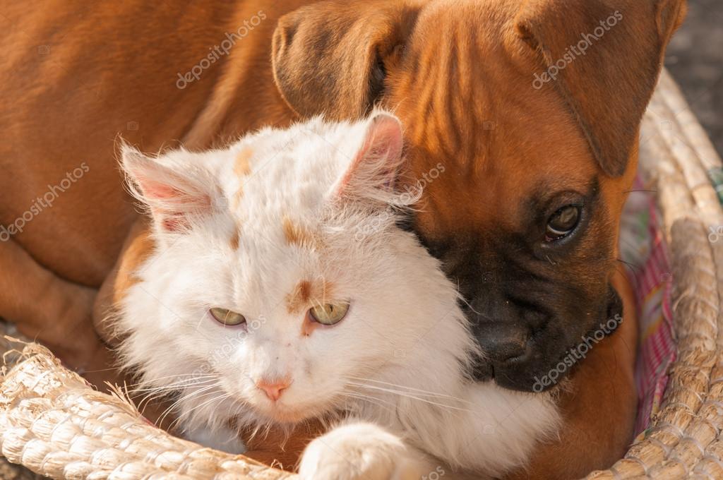 Like cats and dogs — Stock Photo © apgestoso #56446157