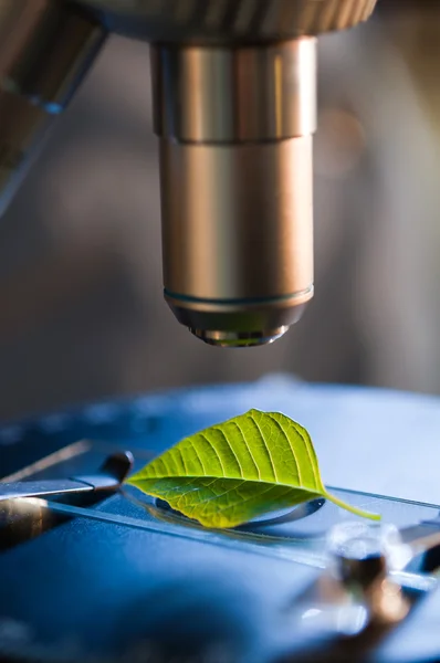 Observation of leaf with microscope — Stock Photo © Lemonade1000 #67594059