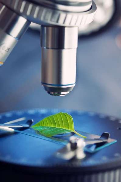 Nature microscope Stock Photos, Royalty Free Nature microscope Images ...