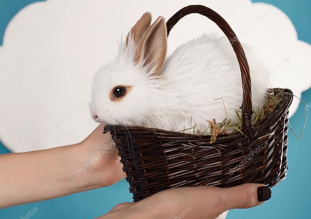 Little fluffy white Easter bunny in basket — Stock Photo © Iniraswork ...