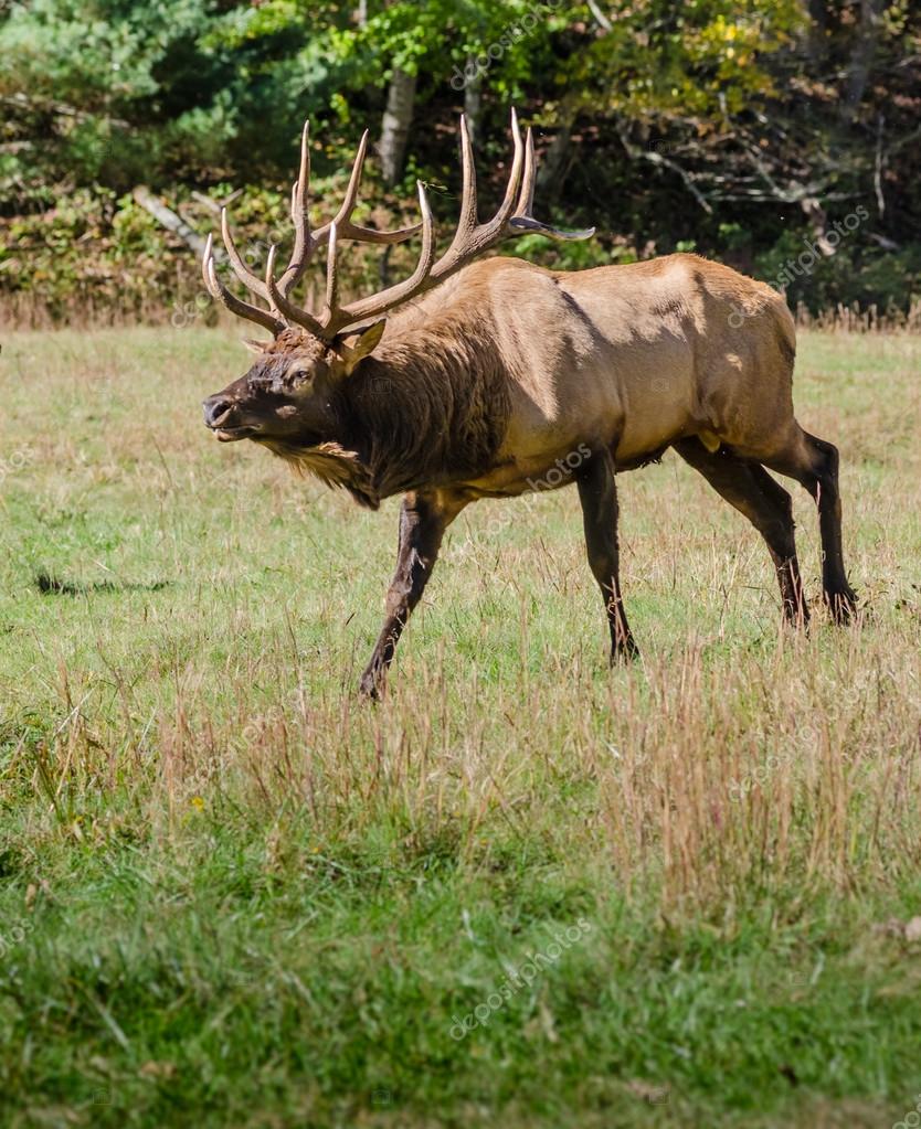 Elk Running to Challenge another bull Stock Photo by ©kvddesign 93228146