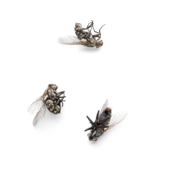Dead fly Stock Photos, Royalty Free Dead fly Images | Depositphotos