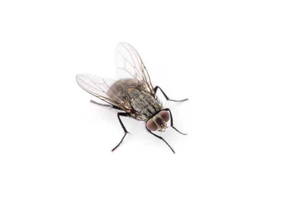Fly repellent Stock Photos, Royalty Free Fly repellent Images ...