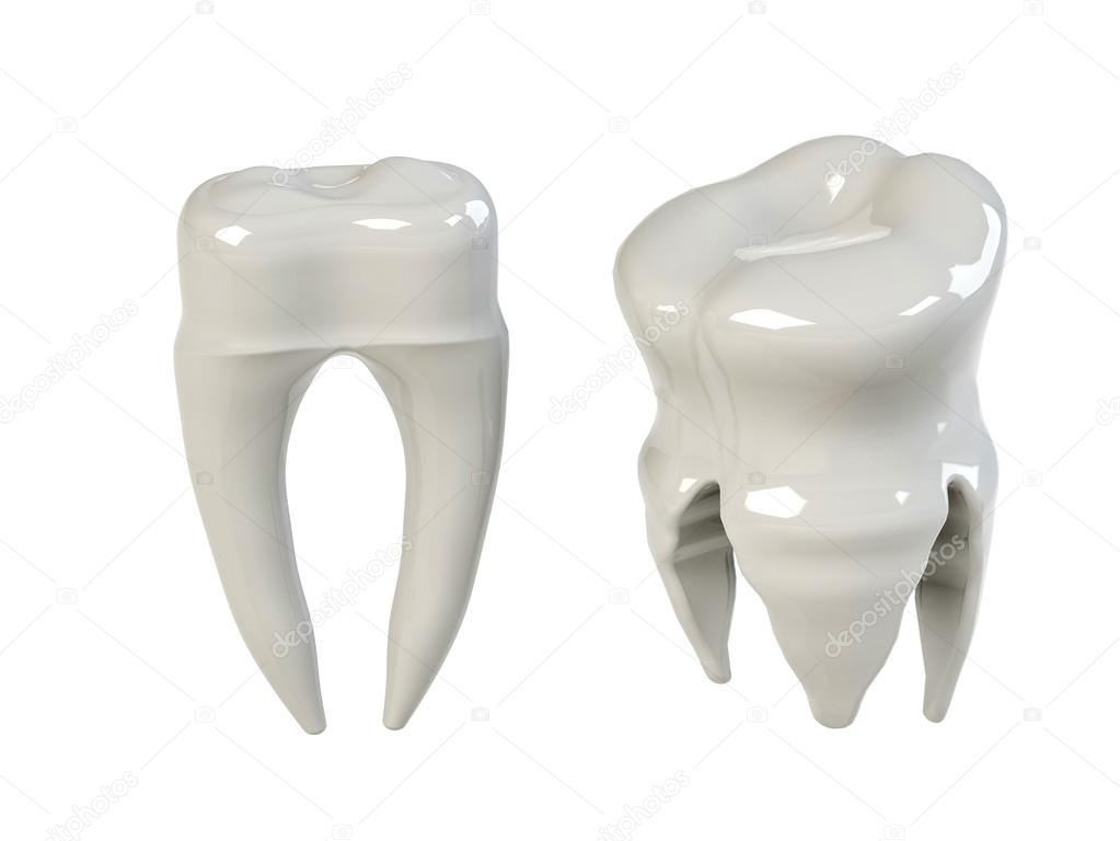 Human molar teeth Stock Photo by ©ambassador80 63770223
