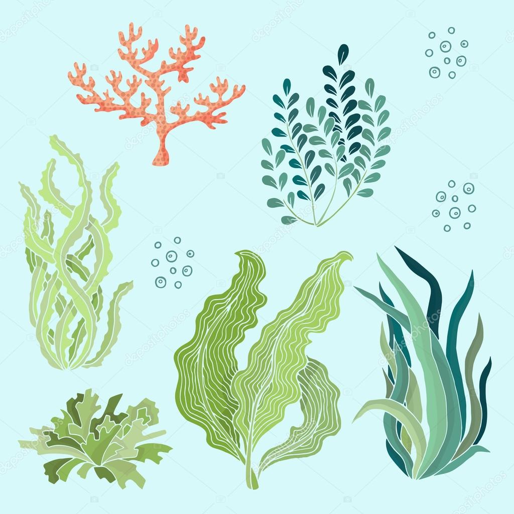Set of watercolor seaweed - vector illustration — Stock Vector © vector ...