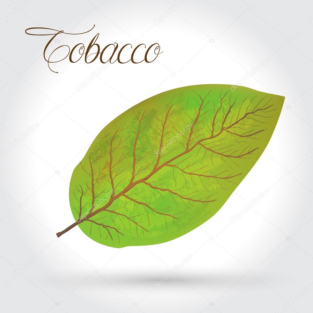 Vector ilustración de hojas de tabaco — Archivo Imágenes Vectoriales ...
