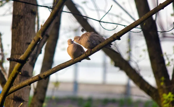 Couple of two Eurasian collared dove, a species of Columbidae also ...