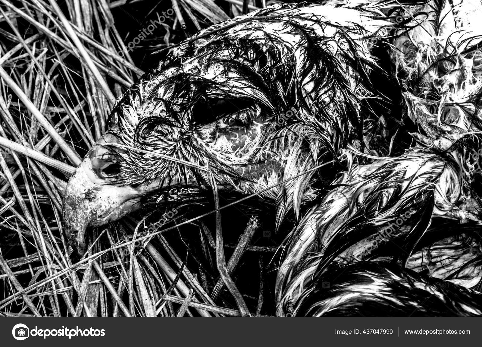 Dead Falcon's Head Grass — Stock Photo © HanjoHellmann #437047990