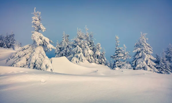 Fantástico wiev de invierno en las montañas de los Cárpatos con abetos ...