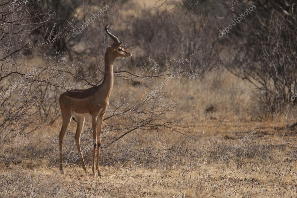 Antelope standing in grassland Stock Photo by ©2630ben 56325903