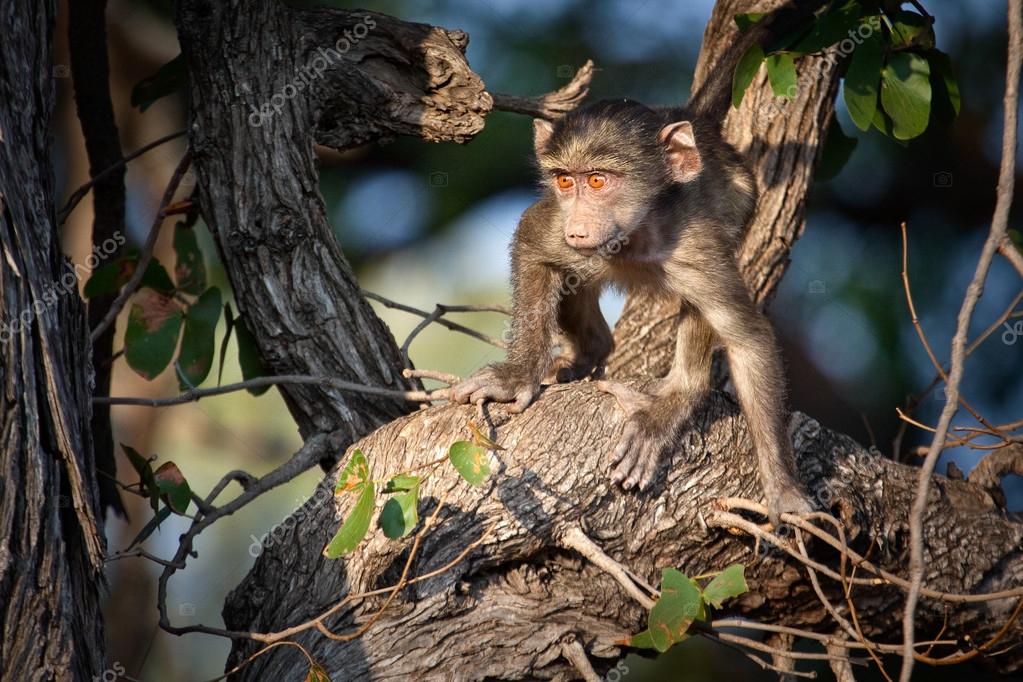 Monkey on the tree in Zimbabwe Stock Photo by ©2630ben 56610955