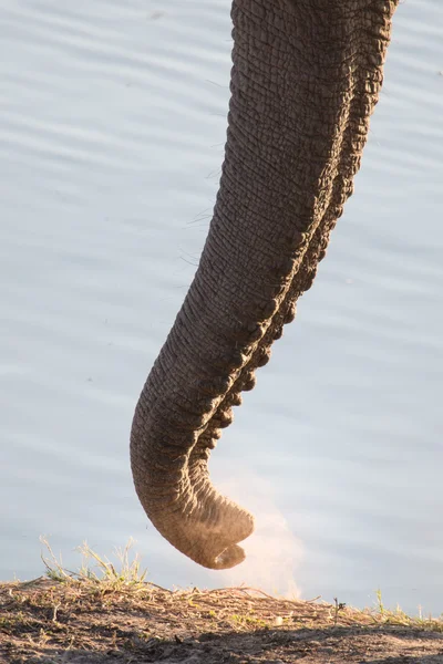 Elephant foot stomp Stock Photos, Royalty Free Elephant foot stomp ...