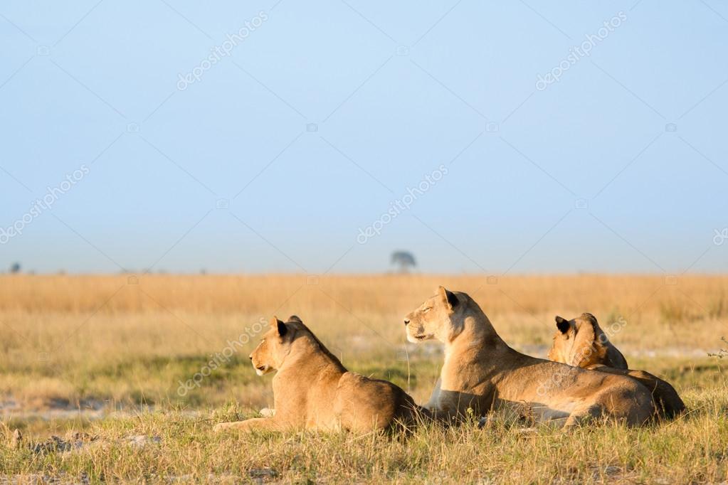 Lion in African savanna Stock Photo by ©2630ben 98066270
