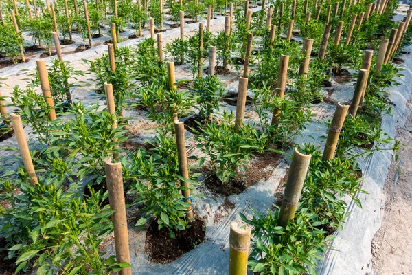 Marijuana farming Stock Photos, Royalty Free Marijuana farming Images ...