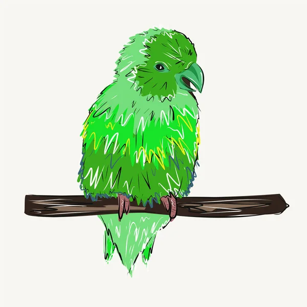 Kakapo Parrot Drawing