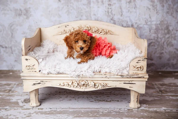 Cute Small Bichon Poodle Bichpoo puppy dog standing on a blue bench Stock Photo ucpage 449680908