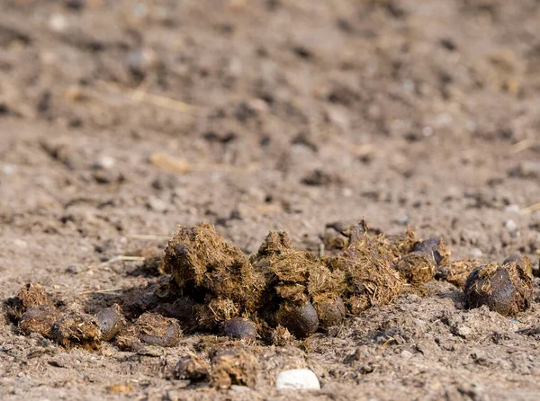 Manure poop Stock Photos, Royalty Free Manure poop Images | Depositphotos