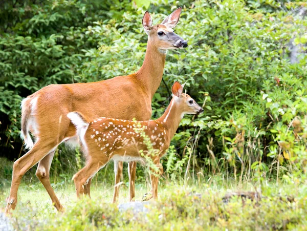 Doe and fawn whitetail Stock Photos, Royalty Free Doe and fawn ...