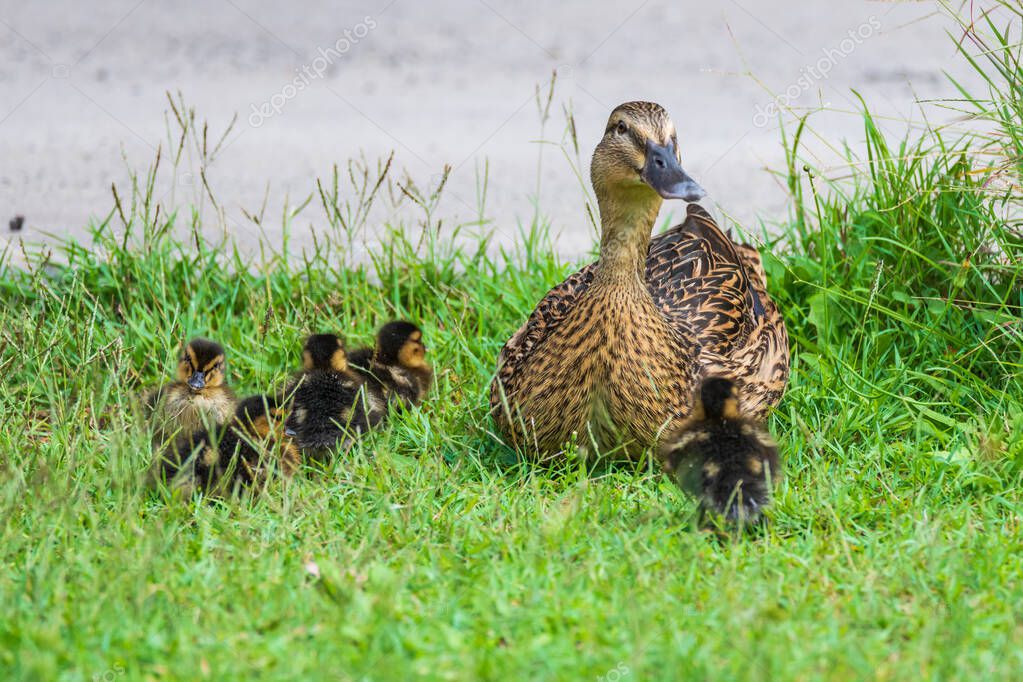 Madre pato y sus cinco patitos en la hierba verde 2022