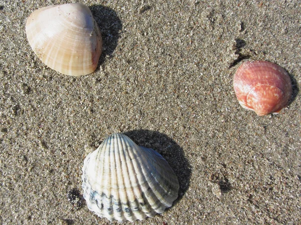 Nj shore Stock Photos, Royalty Free Nj shore Images | Depositphotos