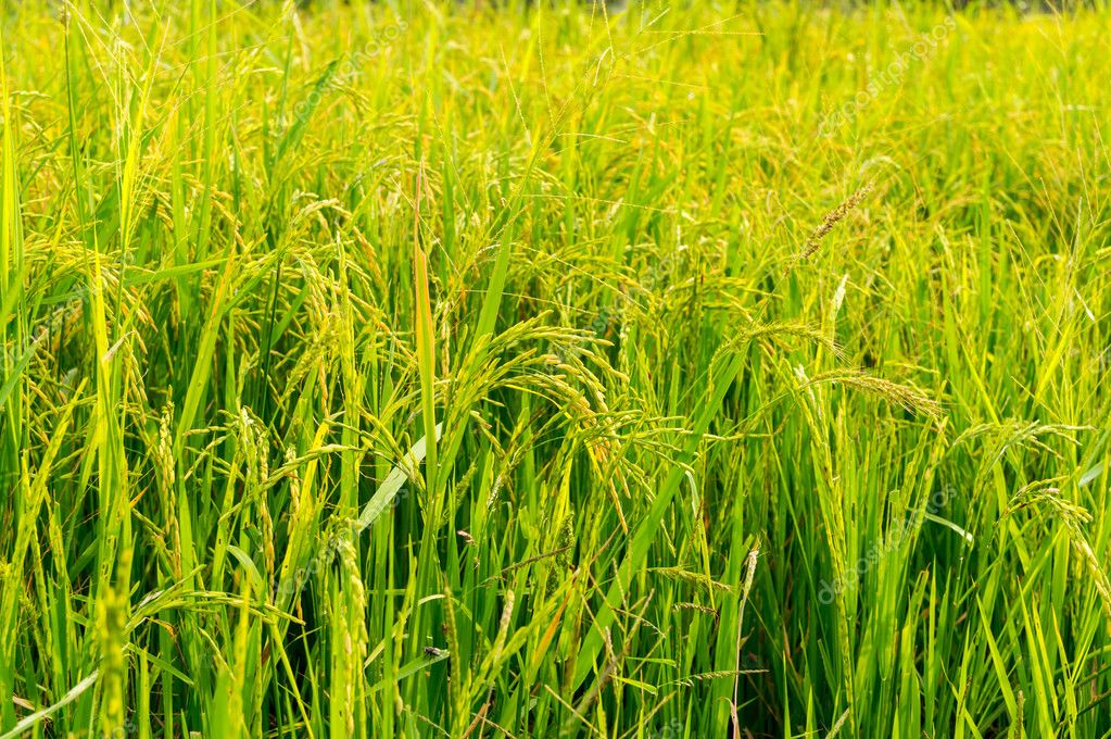 Rice fiel — Stock Photo © phollapat #72548331