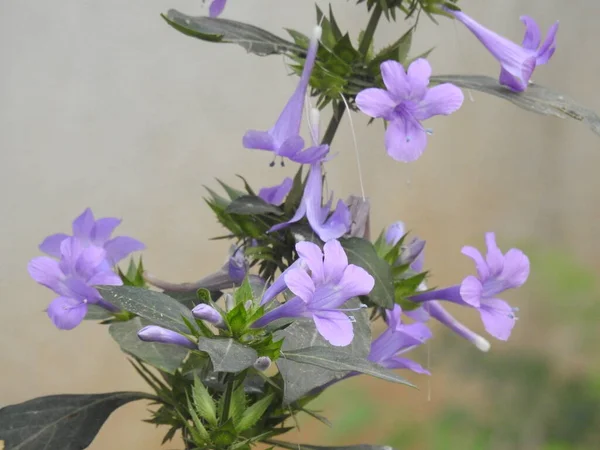 Spatika flower Stock Photos, Royalty Free Spatika flower Images ...