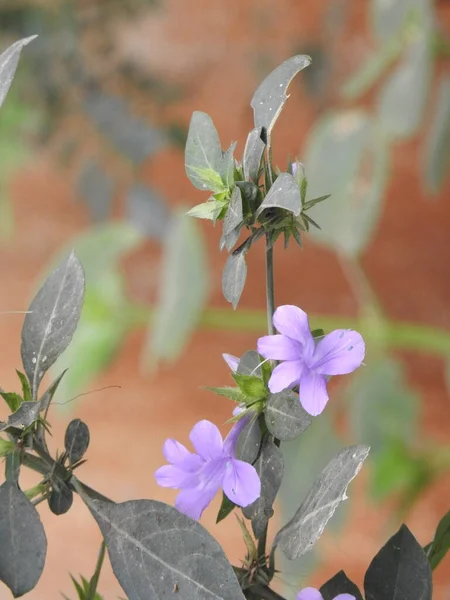 Spatika flower Stock Photos, Royalty Free Spatika flower Images ...