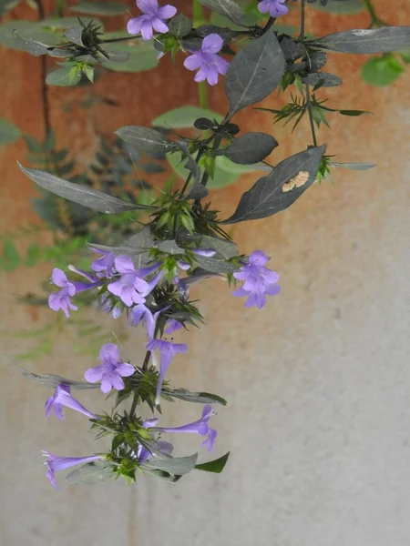 Spatika flower Stock Photos, Royalty Free Spatika flower Images ...