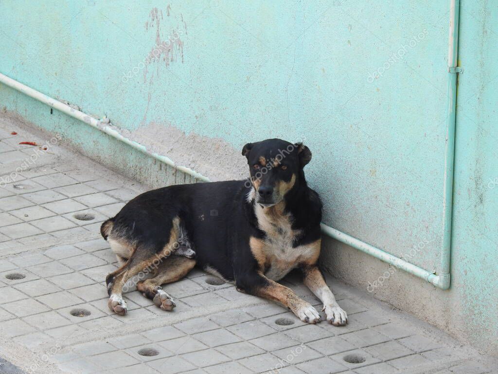 Primer plano de hermoso perro callejero indio sentado y caminando en un ...